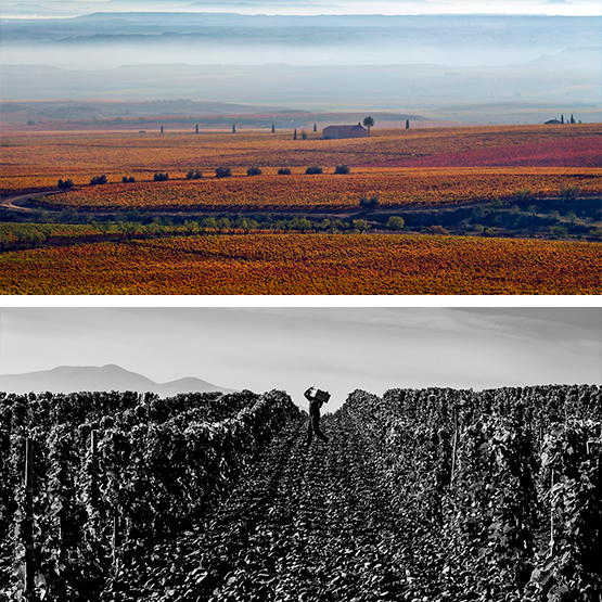 La Compañia del Vino